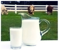 Rich Dairy Products | Dairy Ingredient Supplier